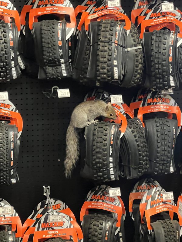 The Not BIYF January Ride Thread | mtbNJ.com