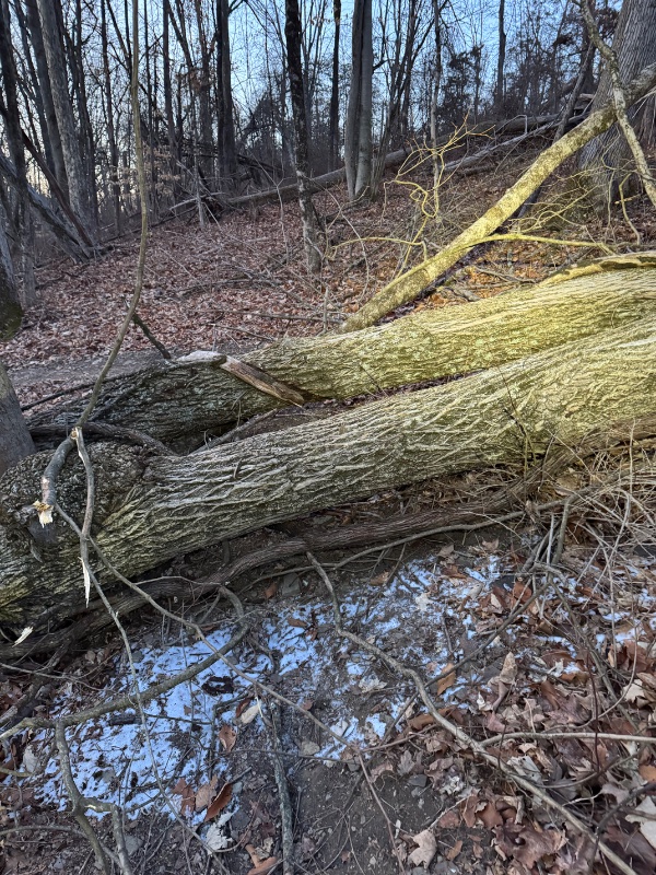 The Not BIYF February Ride Thread | Page 8 | mtbNJ.com